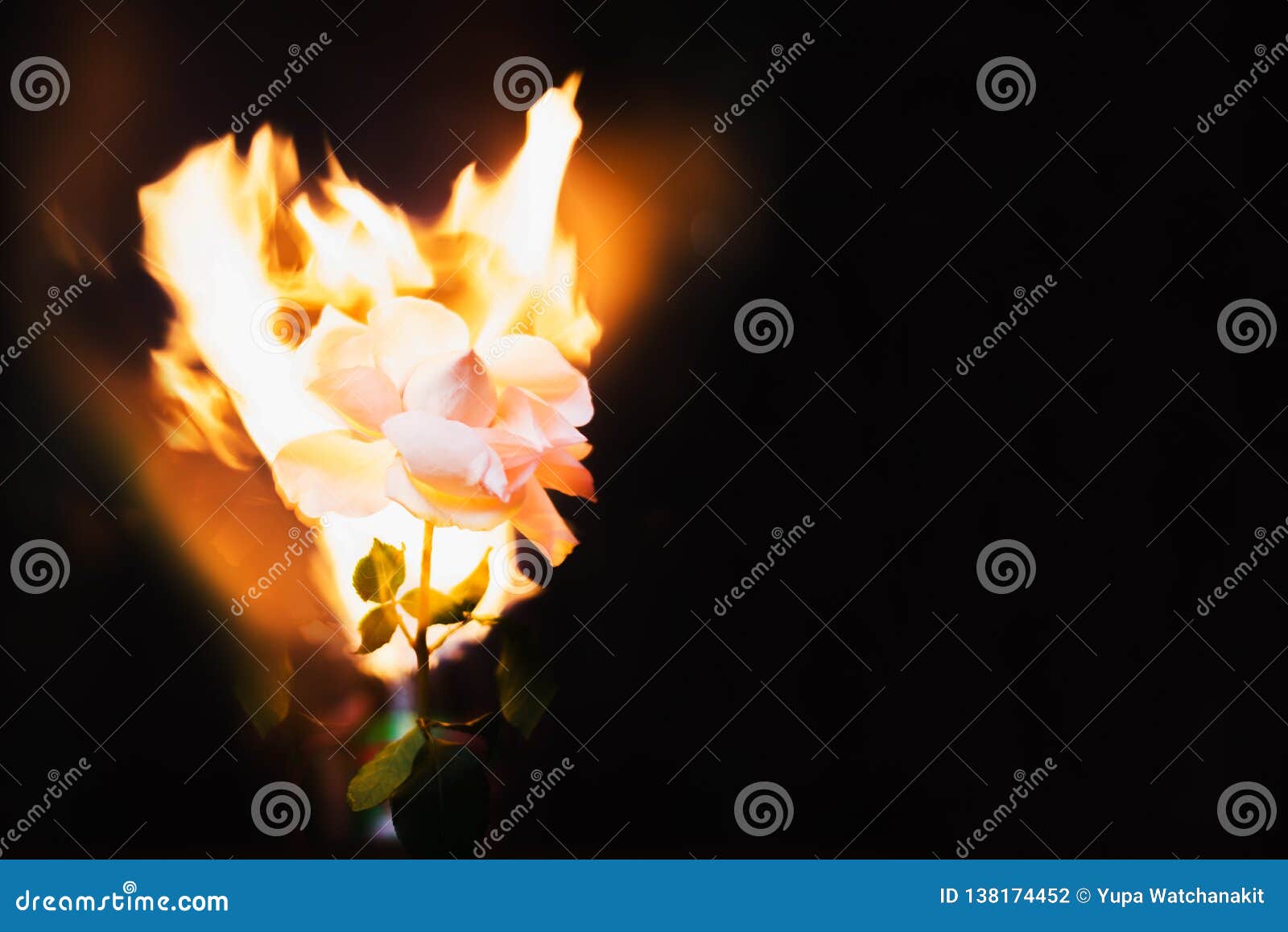 Flaming bloom Burning rose stock photo. Image of stylish - 138174452