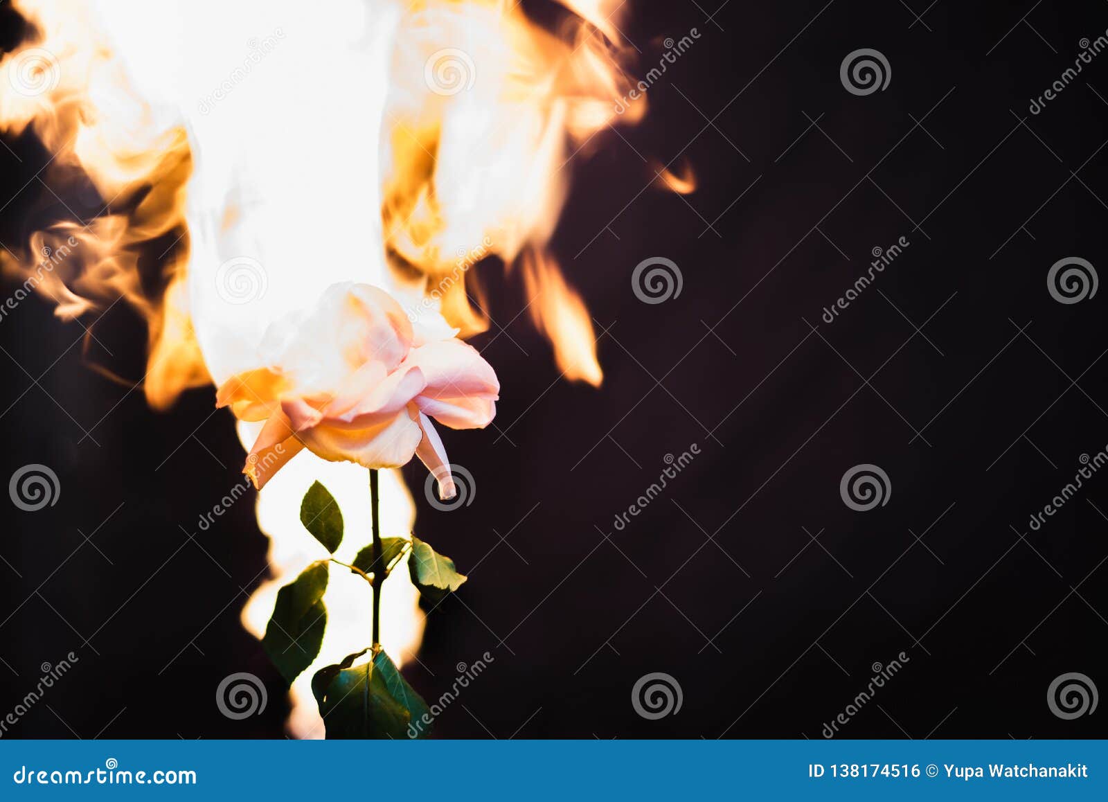 Flaming bloom Burning rose stock photo. Image of decoration - 138174516
