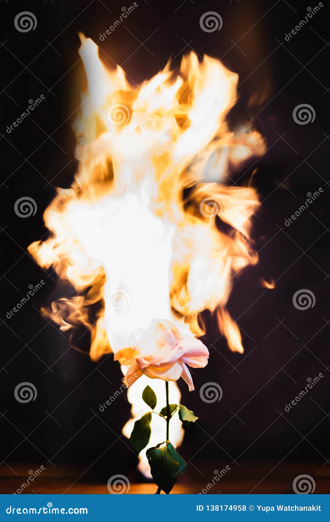 Flaming bloom Burning rose stock photo. Image of floral - 138174958