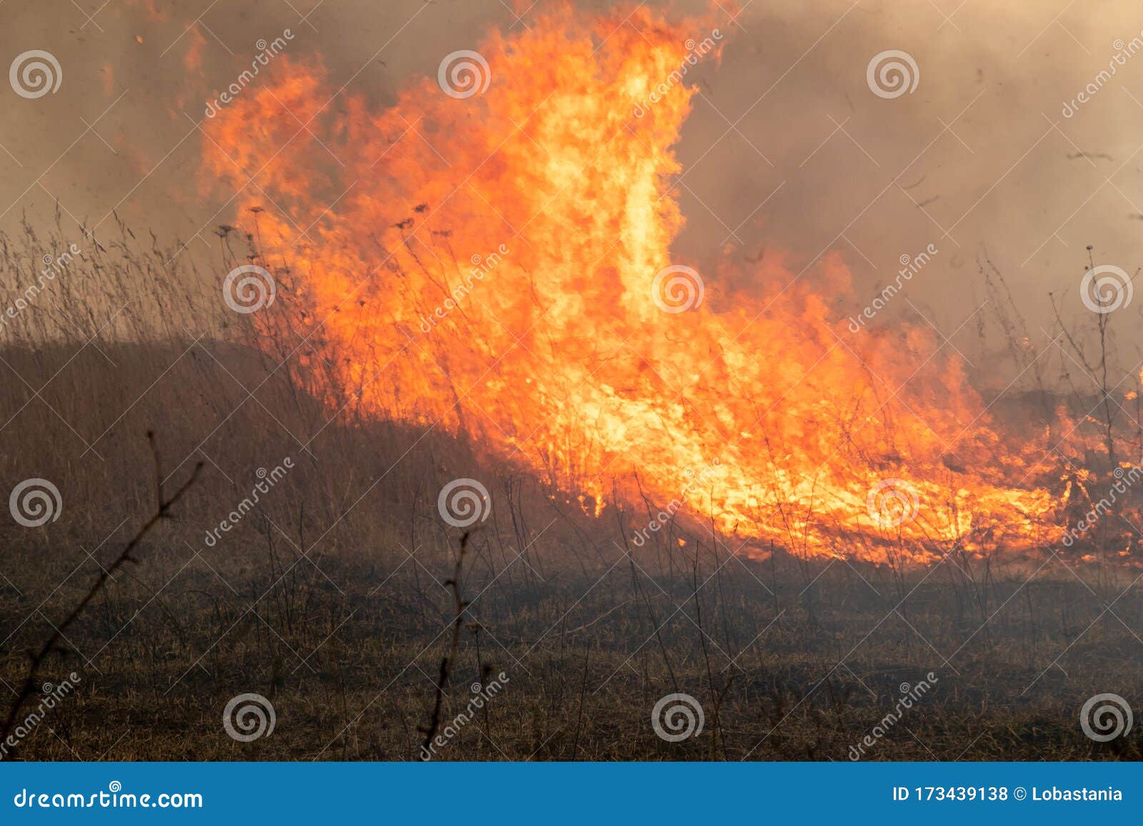 Flaming Dry Grass on a Field that Was Set on Fire Stock Photo - Image ...