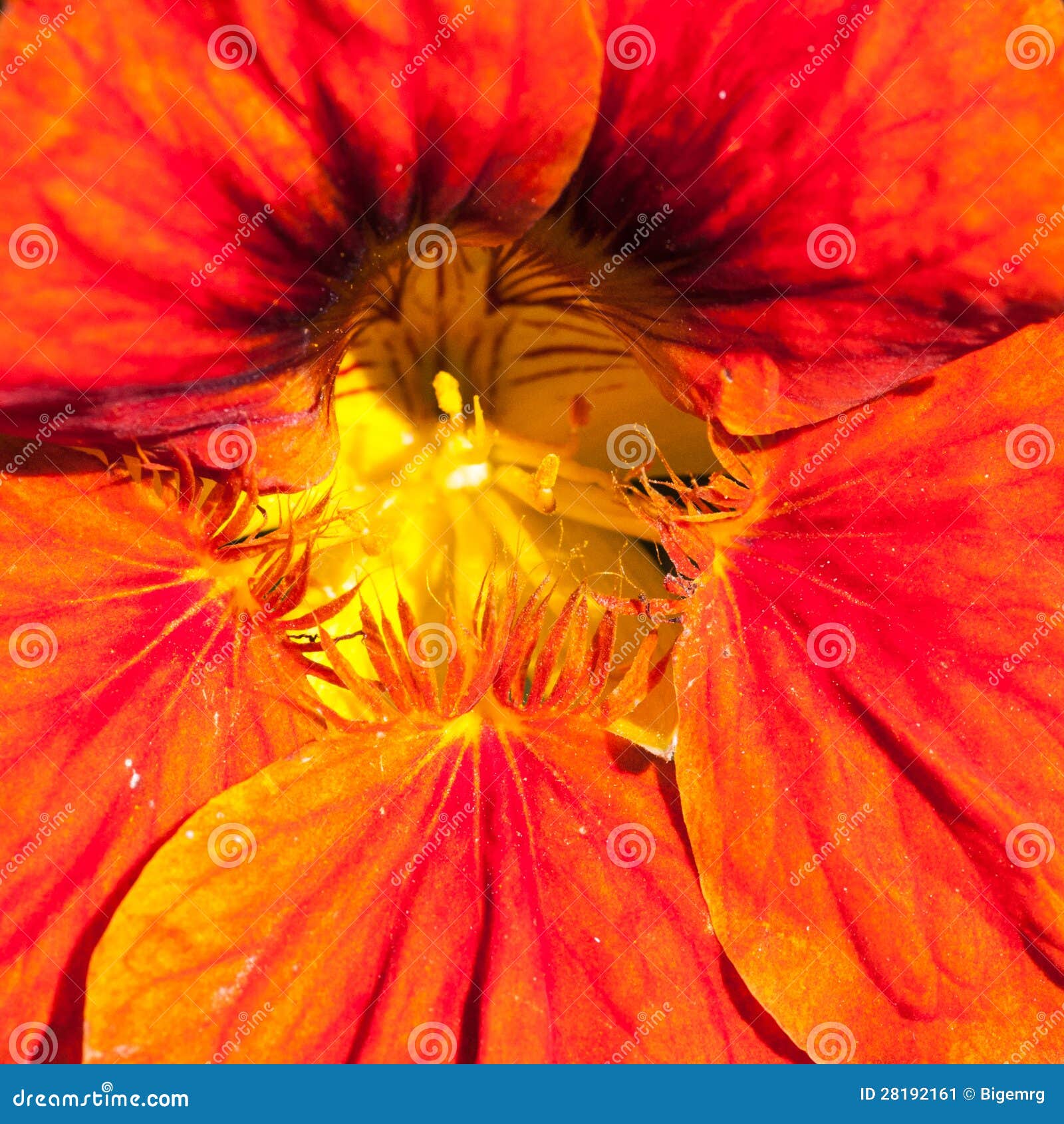 Flaming Flower stock image. Image of close, nature, nasturtium - 28192161