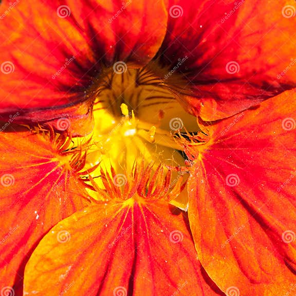 Flaming Flower stock image. Image of close, nature, nasturtium - 28192161