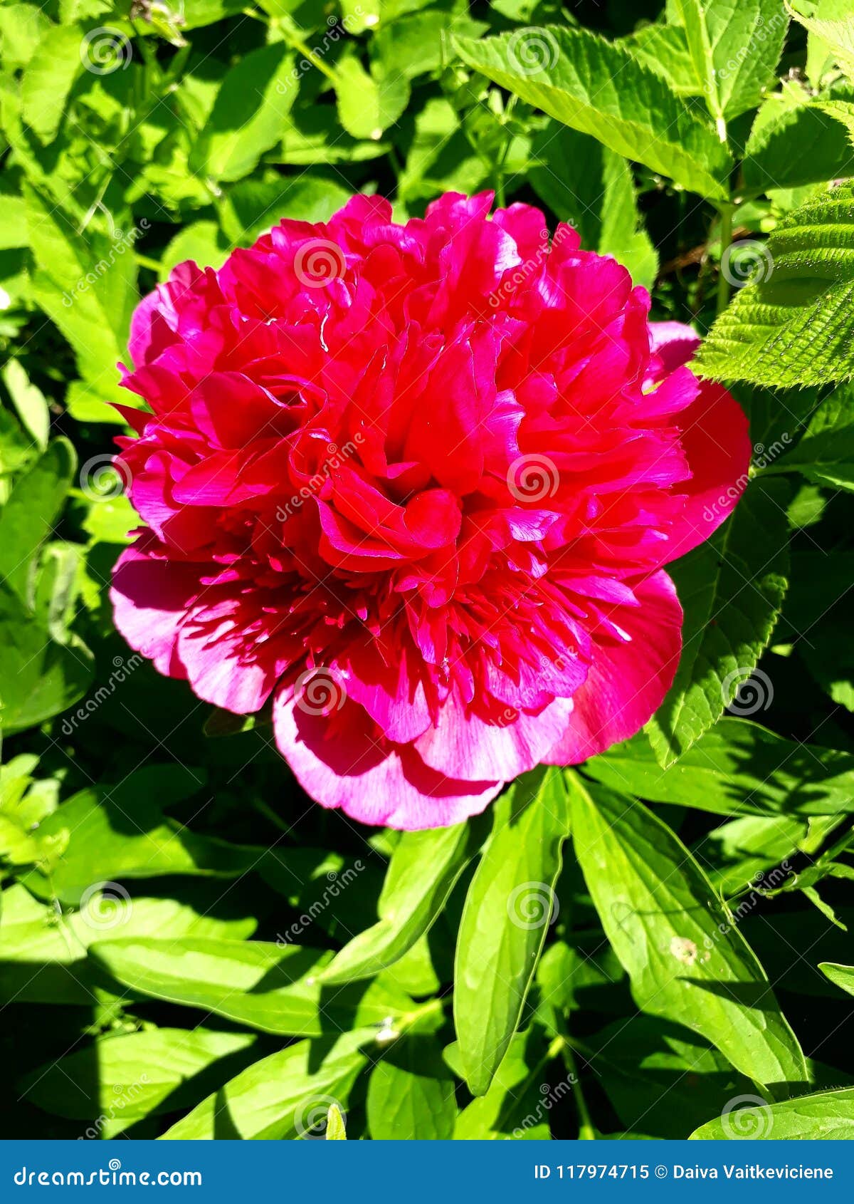 Flaming flower stock image. Image of flaming, nature - 117974715