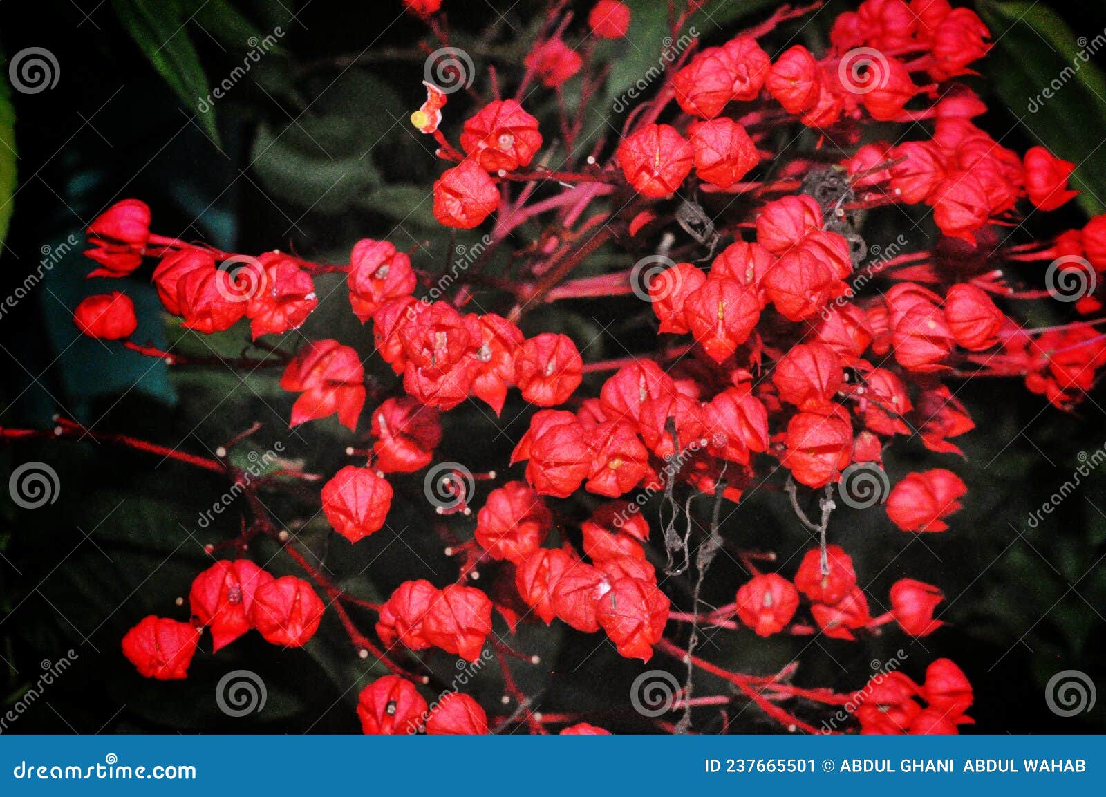 Flaming Glorybower Flower stock image. Image of flora - 237665501