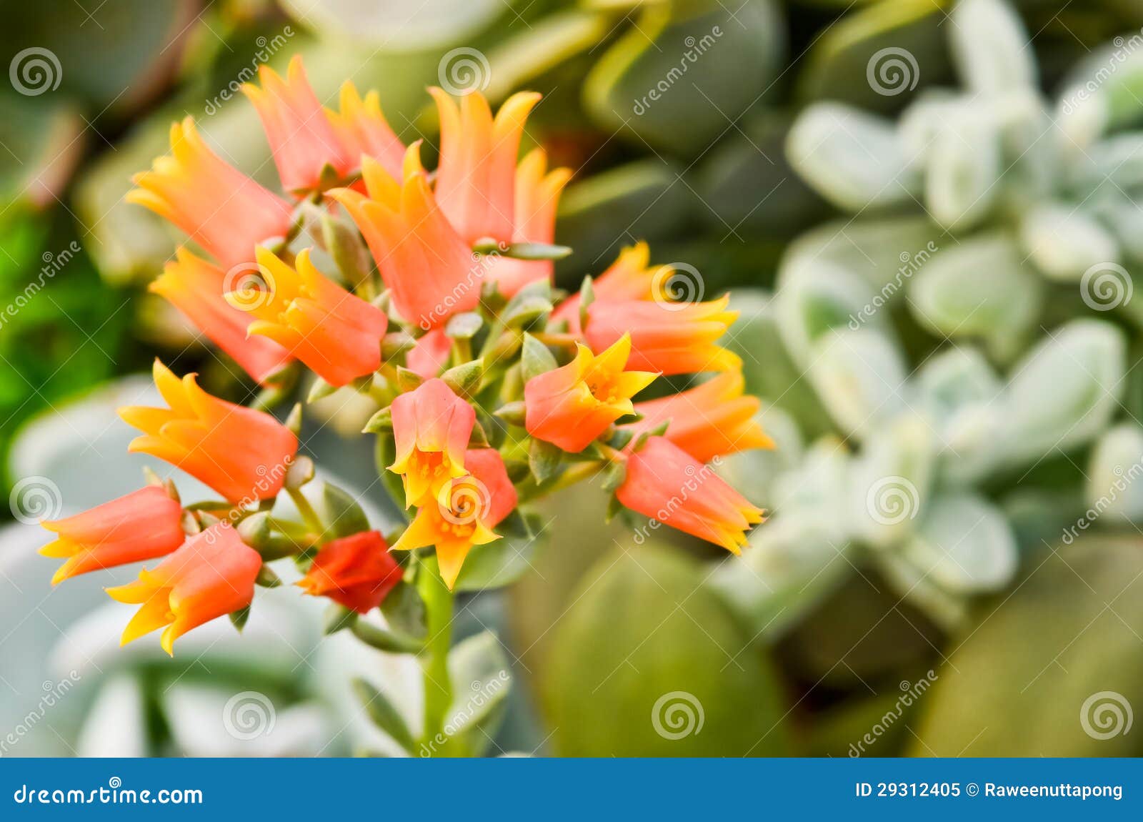 Flaming Katy stock image. Image of blossfeldiana, flaming - 29312405