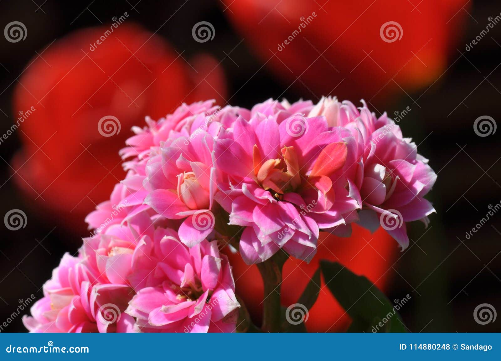 Flaming Katy flower stock photo. Image of nature, blossfeldiana - 114880248