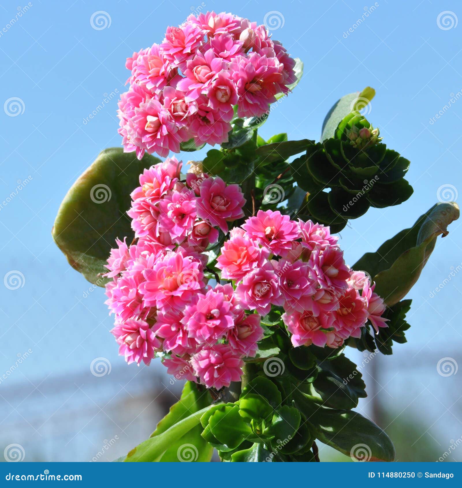 Flaming Katy flower stock photo. Image of biology, crassulaceae - 114880250