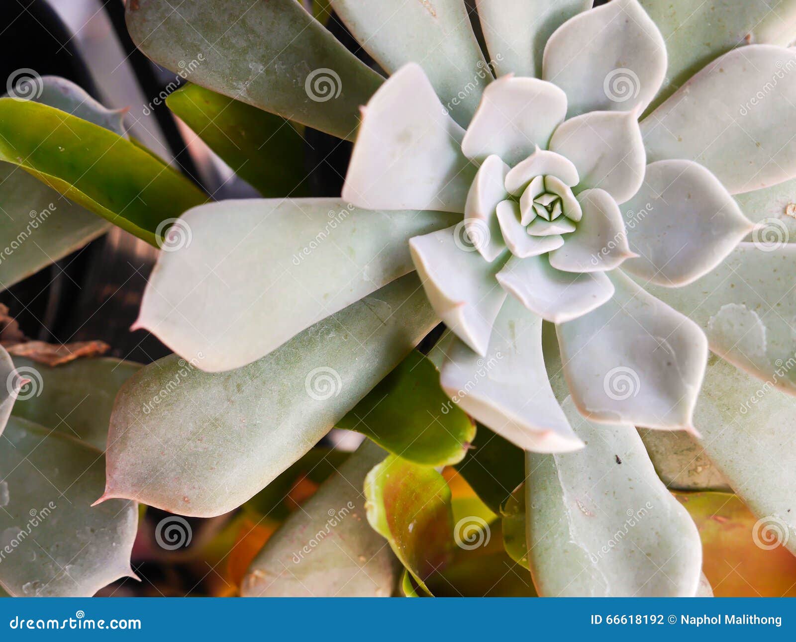 Flaming Katy stock photo. Image of floral, nature, serum - 66618192