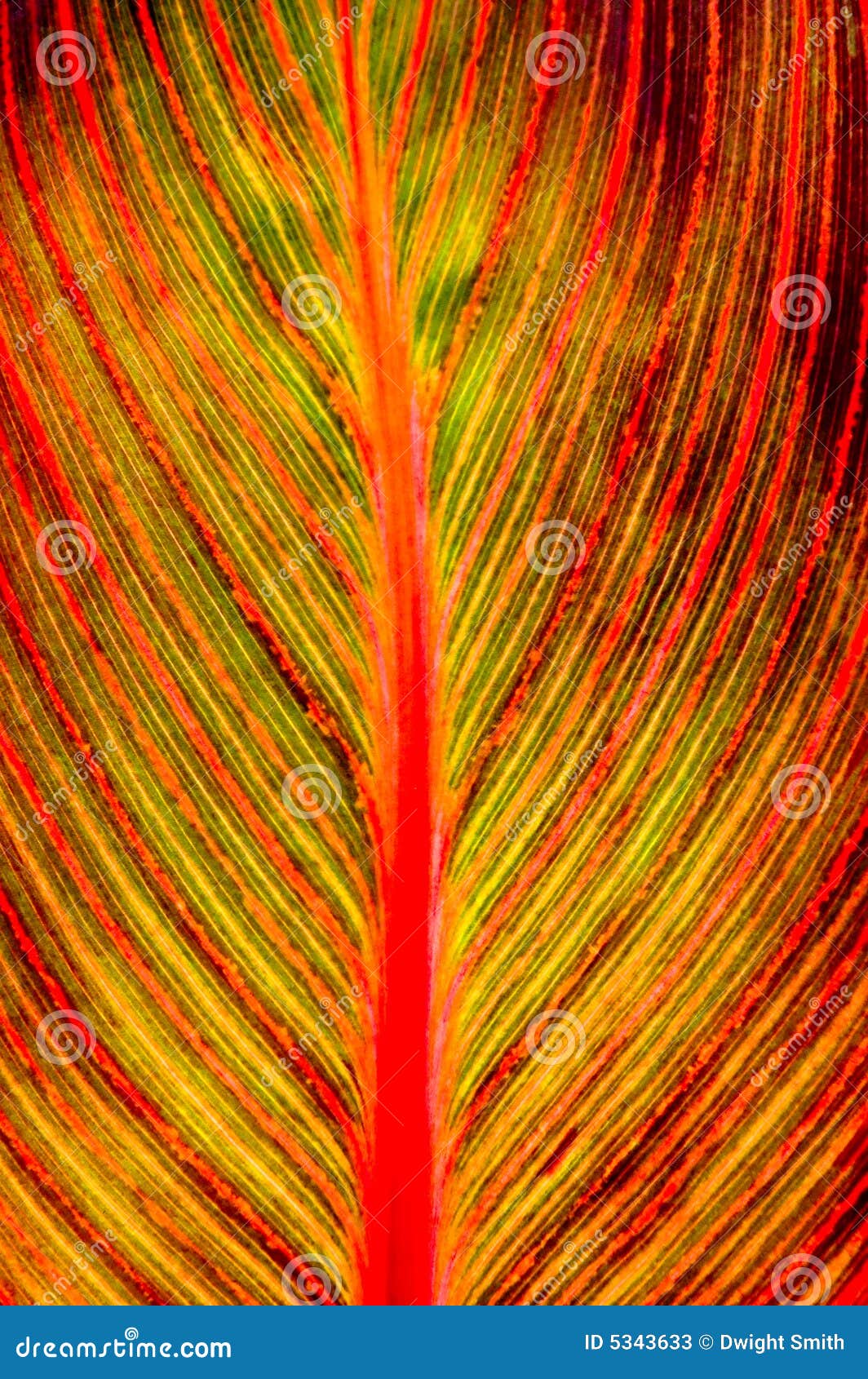 1,071 Leaf Ridges Stock Photos - Free & Royalty-Free Stock Photos from ...