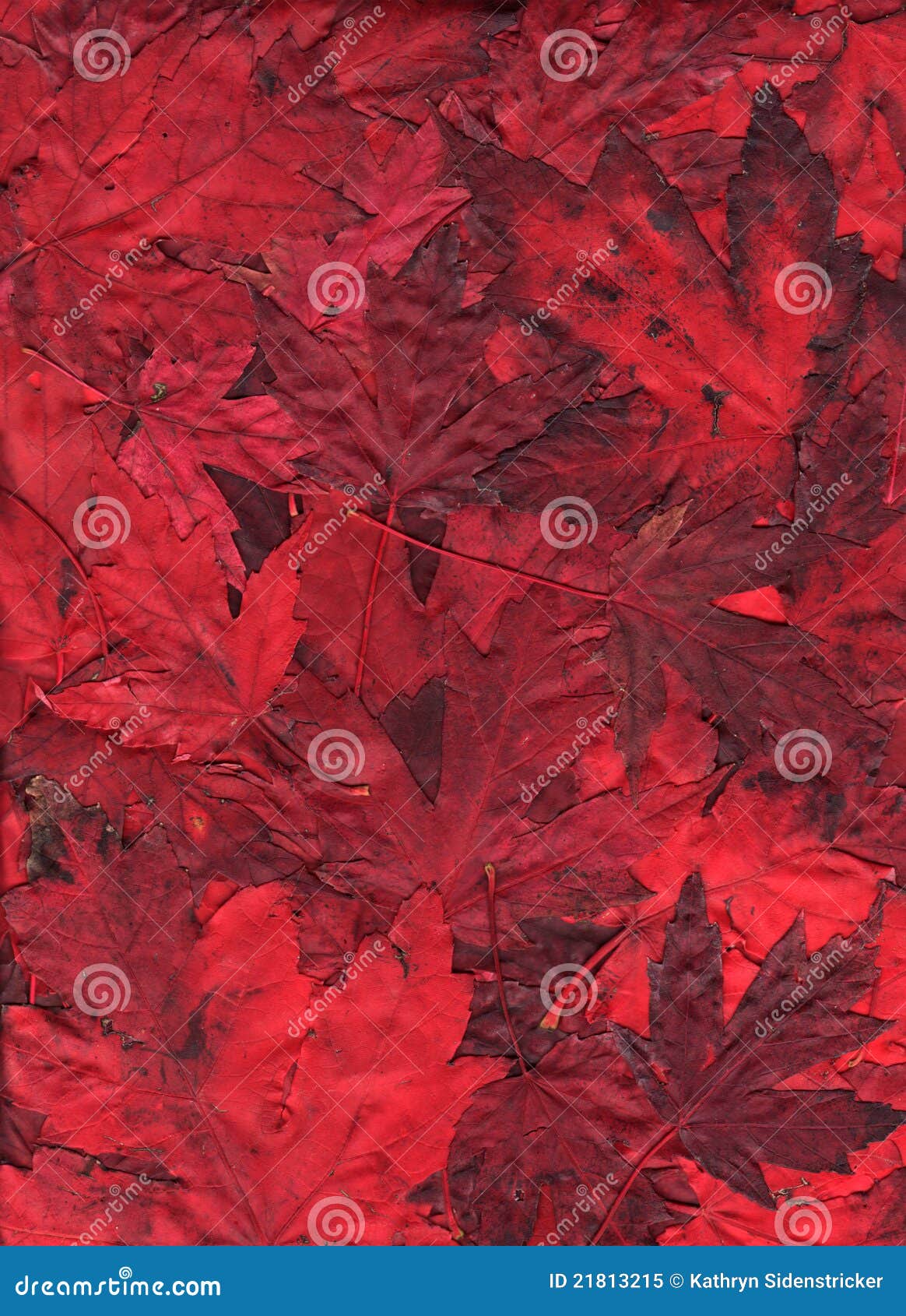 Flaming Maple Leaf Assortment Stock Image - Image of fall, fallen: 21813215