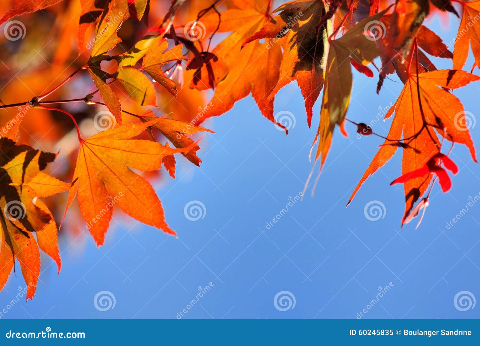 Flaming maple leaf stock image. Image of nature, orange - 60245835