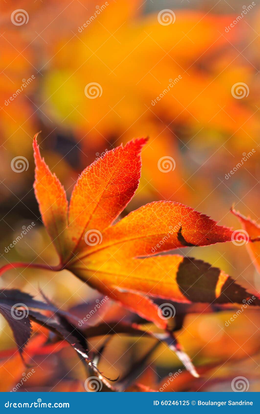 Flaming maple leaf stock image. Image of flaming, tree - 60246125