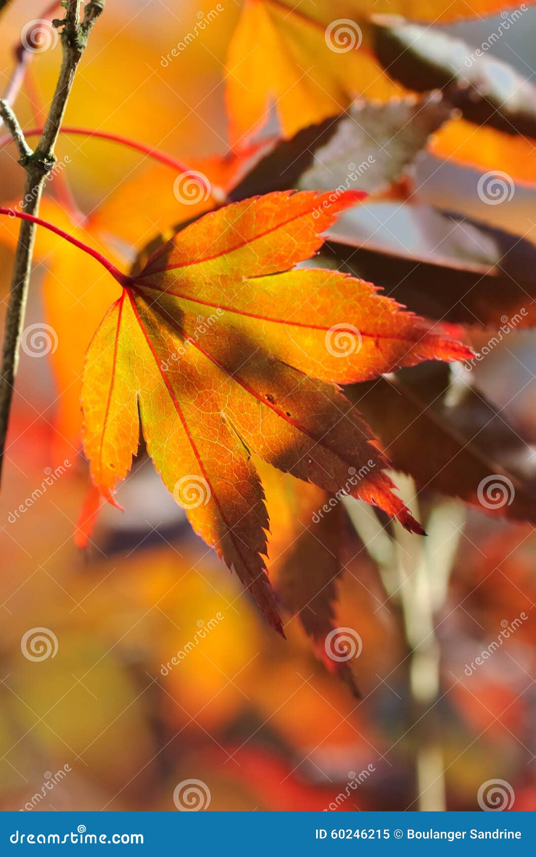 Flaming maple leaf stock image. Image of flaming, leaves - 60246215