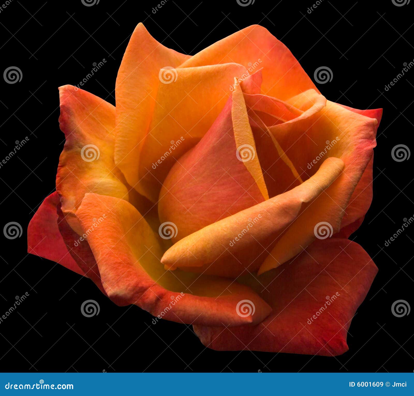 Flaming orange rose stock image. Image of rosa, rose, plant - 6001609