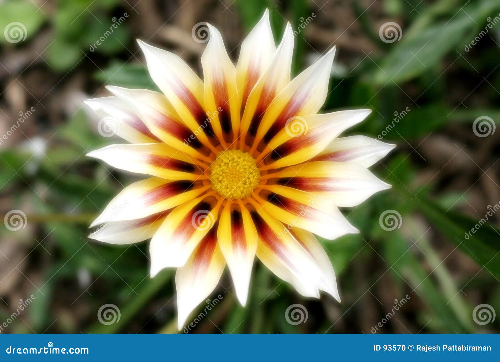Flaming petals stock photo. Image of glow, garden, white - 93570
