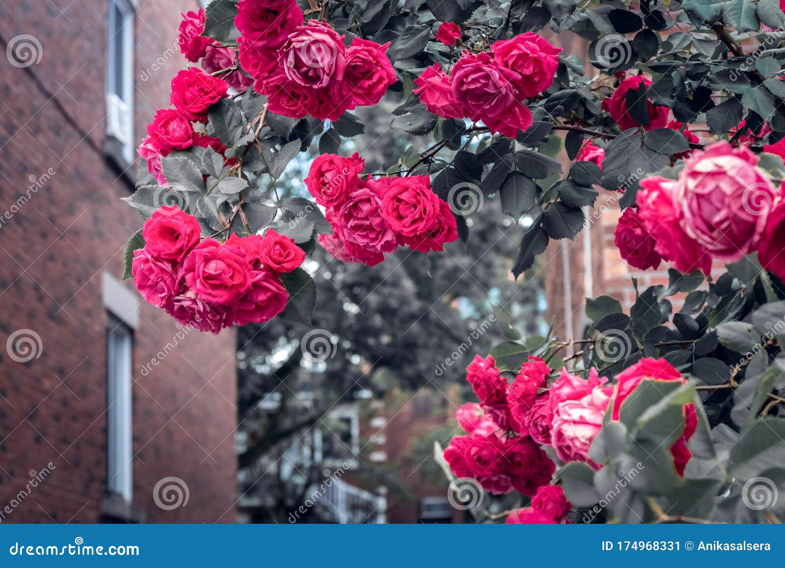 Flaming Red Roses Blooming in Front of Brick Buildings Stock Image ...