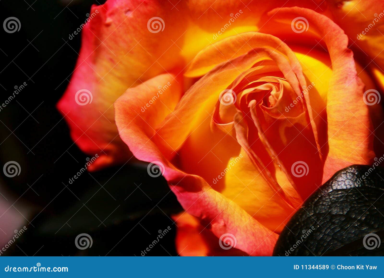 Flaming rose stock image. Image of sweet, season, garden - 11344589