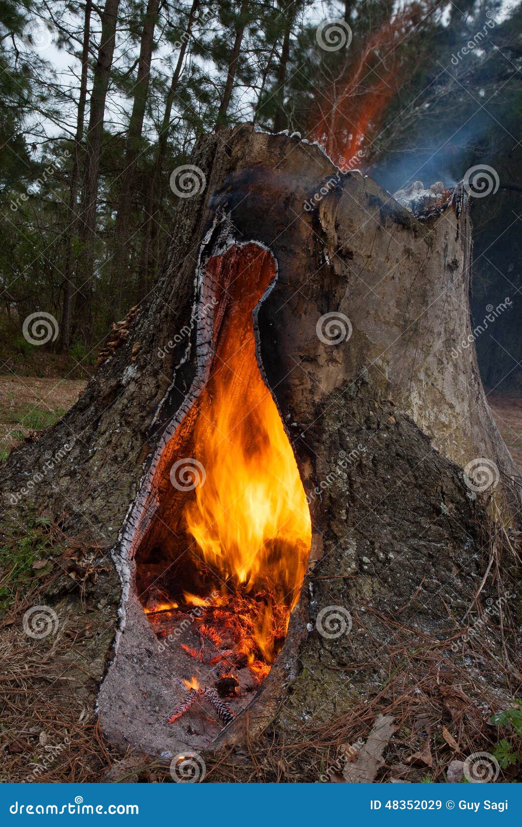 Flaming stump stock image. Image of orange, stump, fire - 48352029