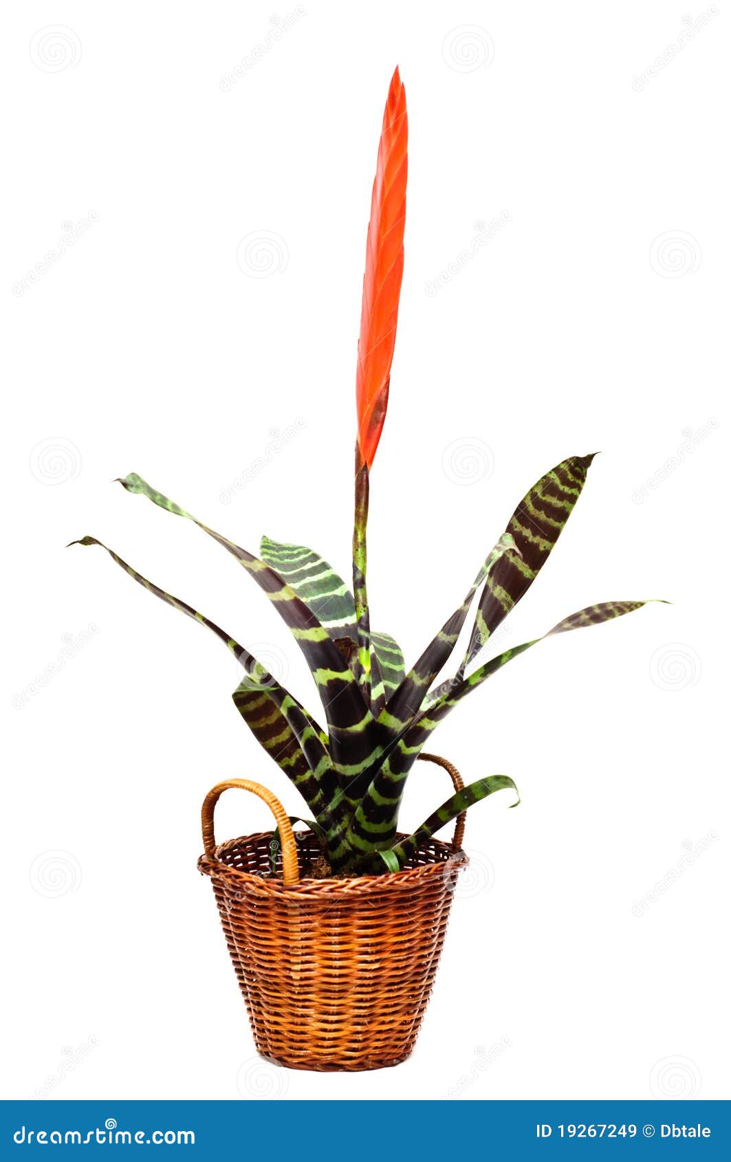 Flaming Sword (Vriesea Splendens) Bromeliad Stock Photo | CartoonDealer ...