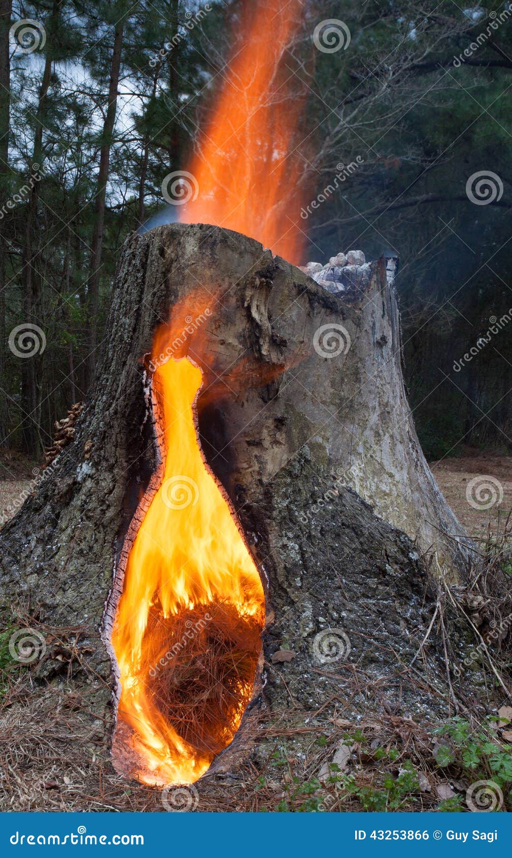 Flaming tree stock photo. Image of heat, fire, pine, coals - 43253866