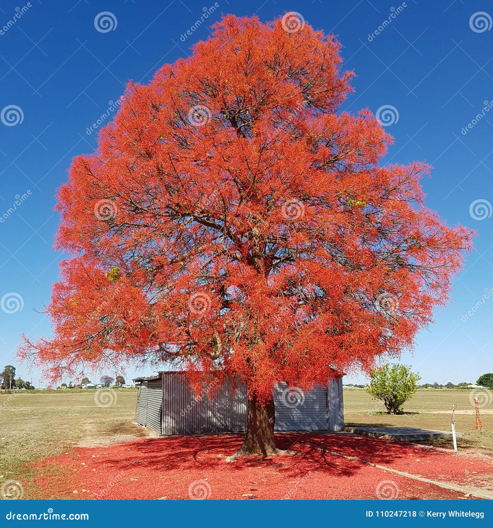 Flaming Tree stock photo. Image of glory, flaming, flame - 110247218