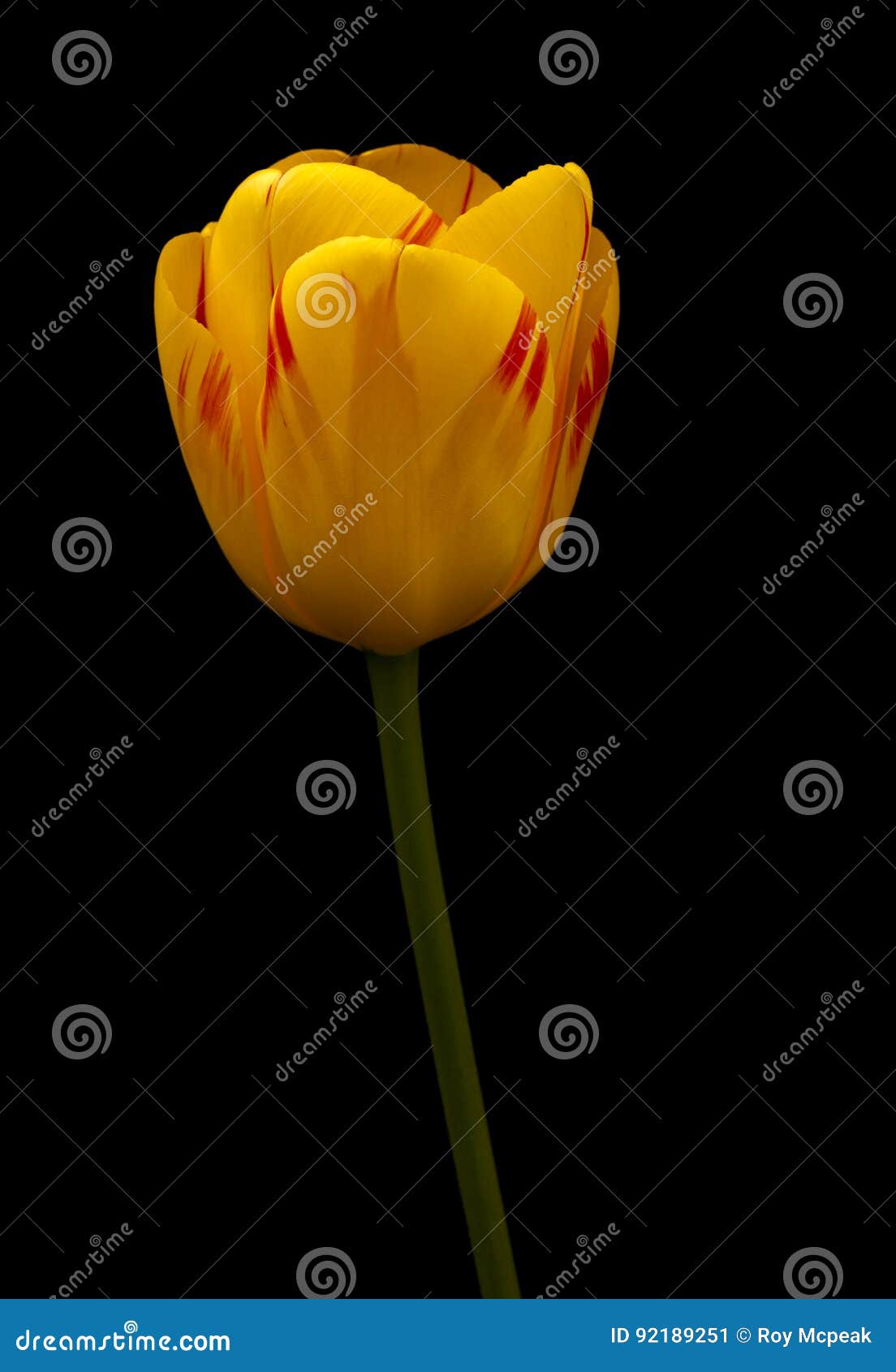 A Flaming Tulip stock image. Image of detail, yellow - 92189251