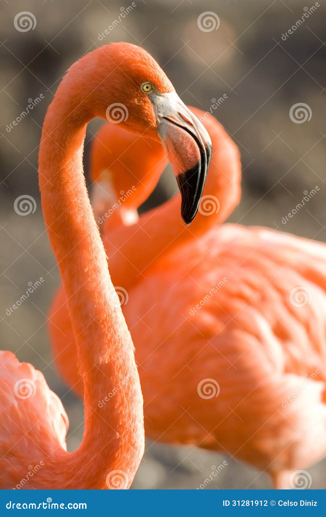 Flamingi zdjęcie stock. Obraz złożonej z flaming, zoologia - 31281912