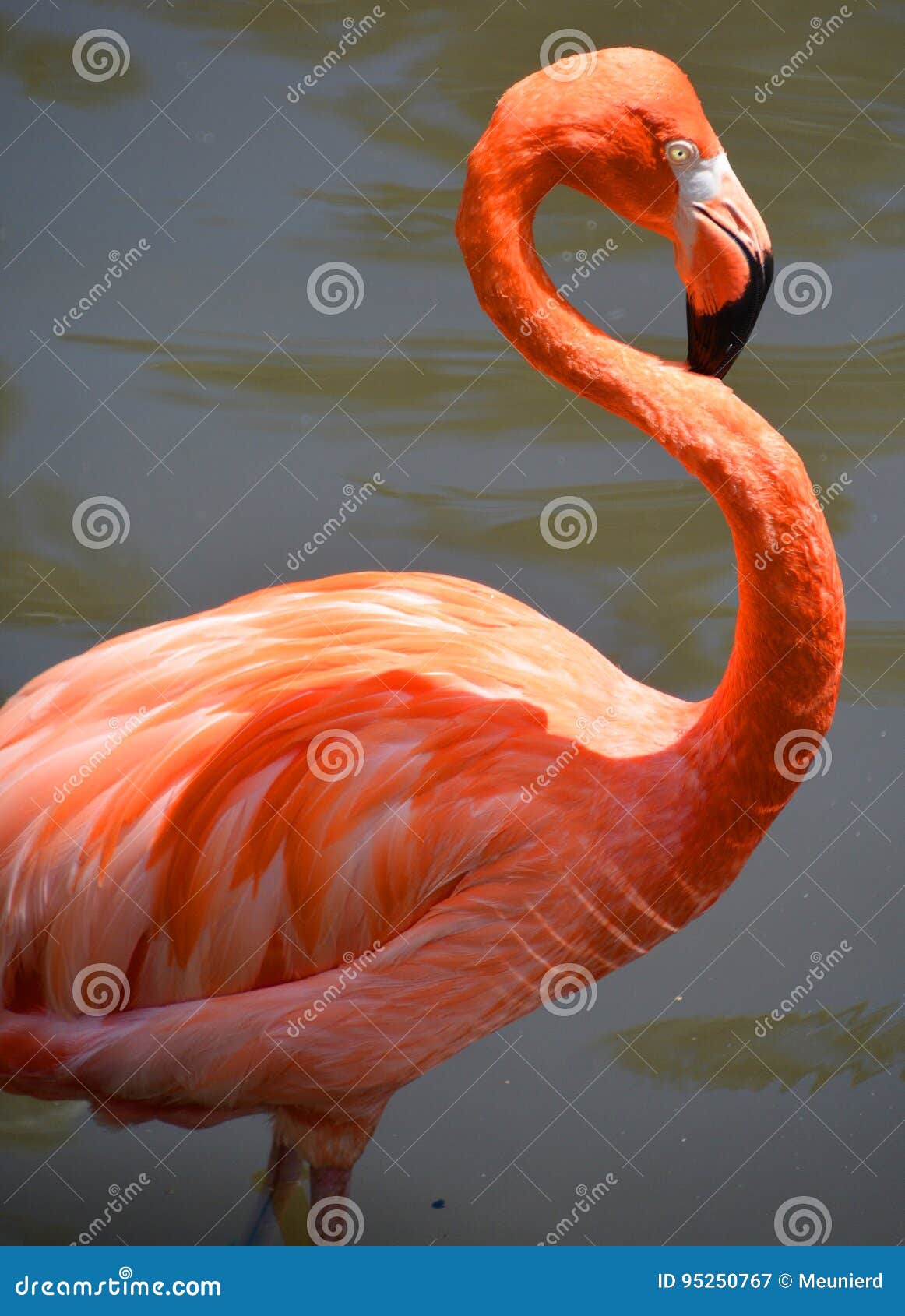 Flamingi obraz stock. Obraz złożonej z portret, naturalny - 95250767