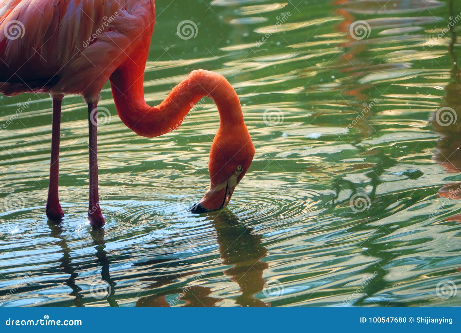 Flamingo foto de stock. Imagem de animal, penas, flamingo - 100547680