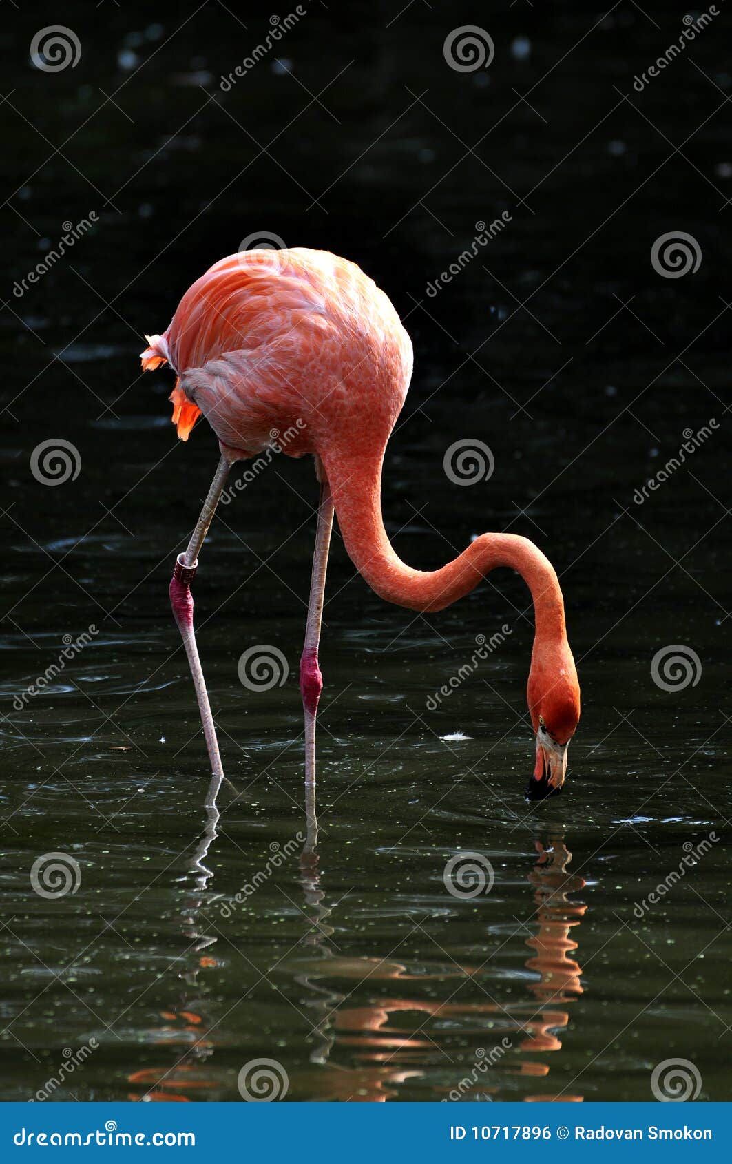Flamingo stock photo. Image of exquisite, classy, refined - 10717896