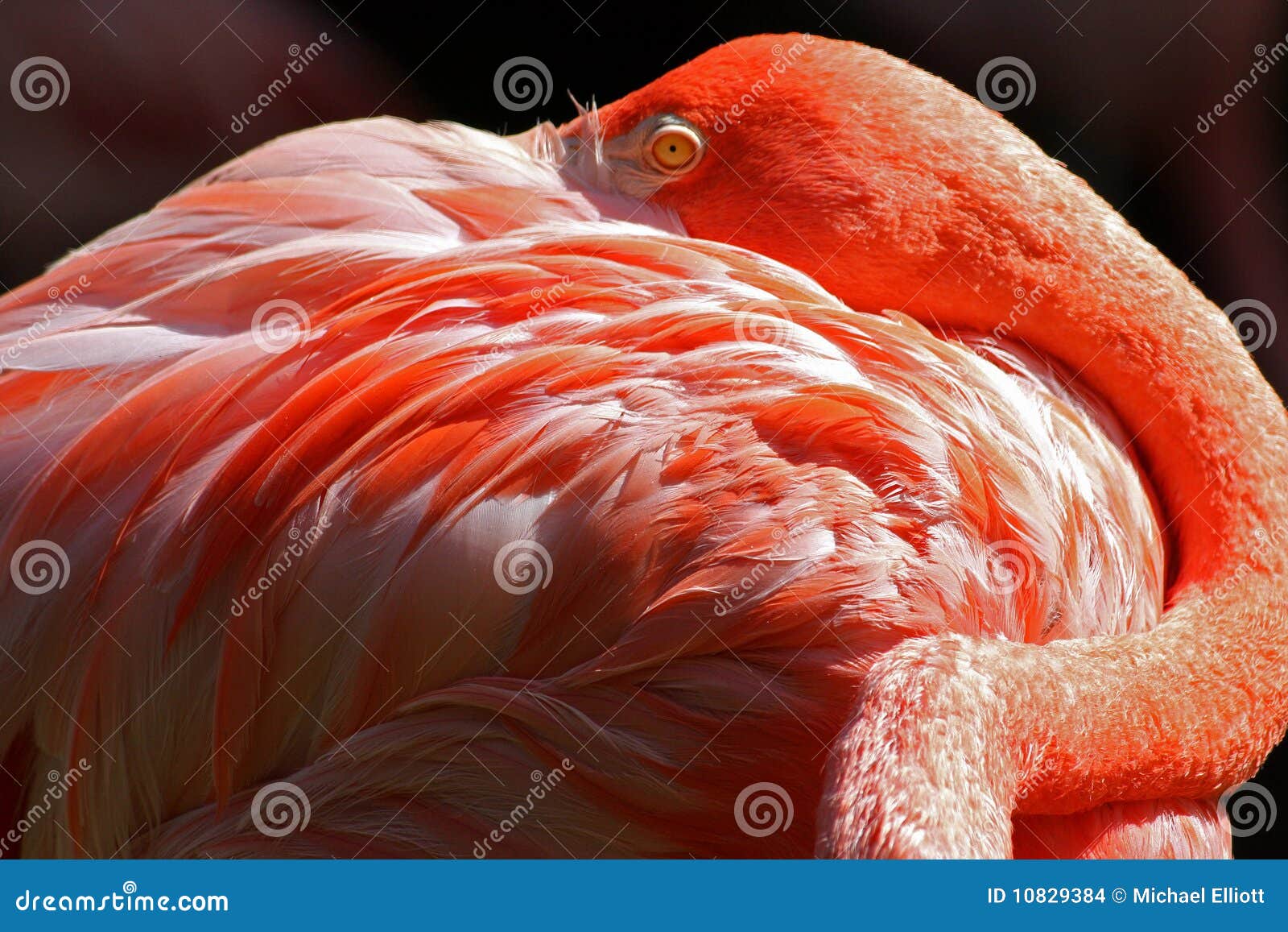 Flamingo stock photo. Image of texture, tropical, pink - 10829384