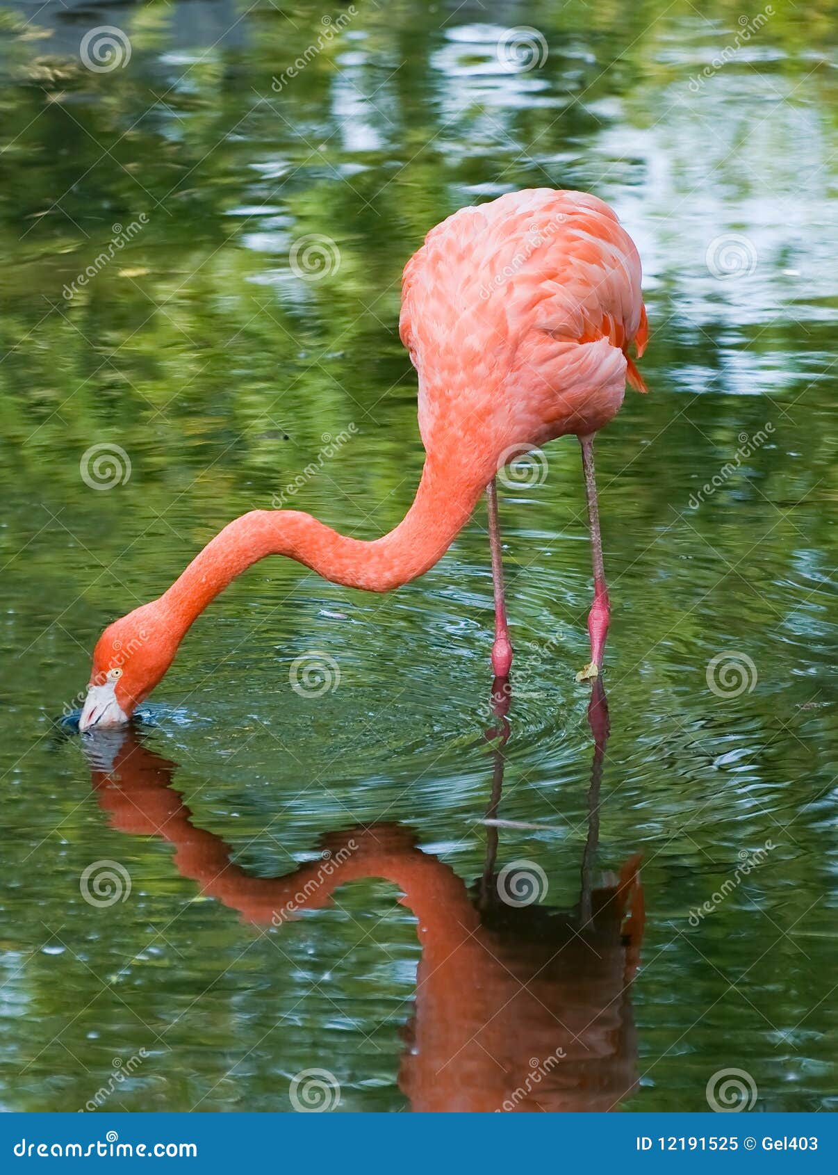 Flamingo stock image. Image of bird, color, birds, solitude - 12191525
