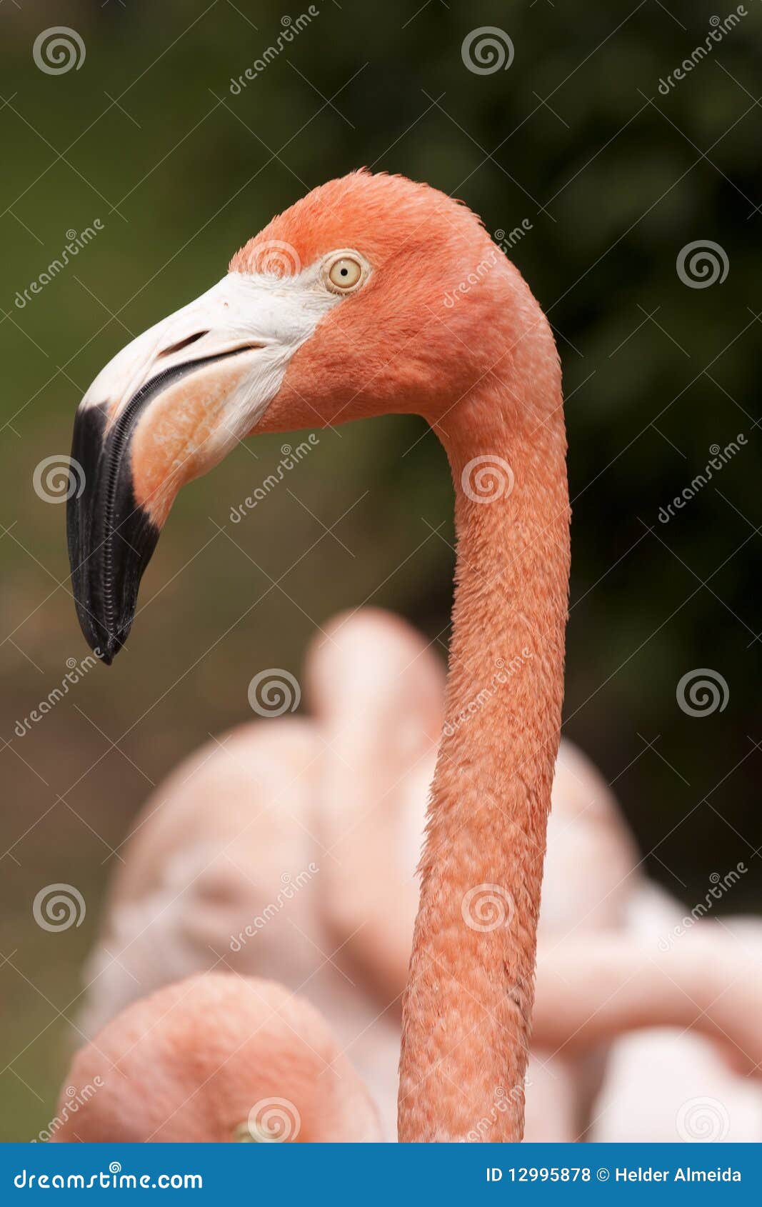 Flamingo stock photo. Image of wildlife, eyes, phoenicopterus - 12995878