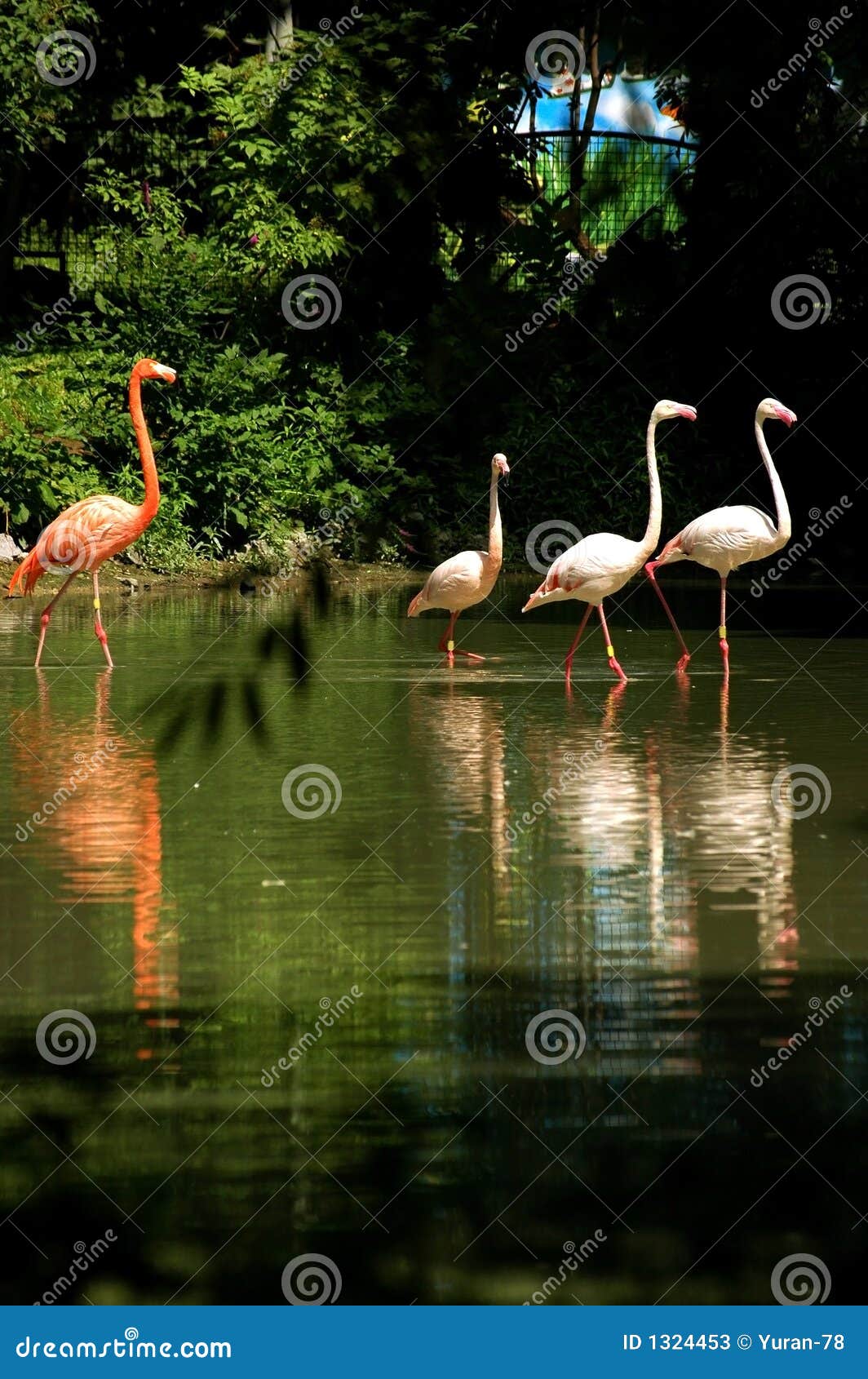 Flamingo stock image. Image of flamingo, tropics, pink - 1324453