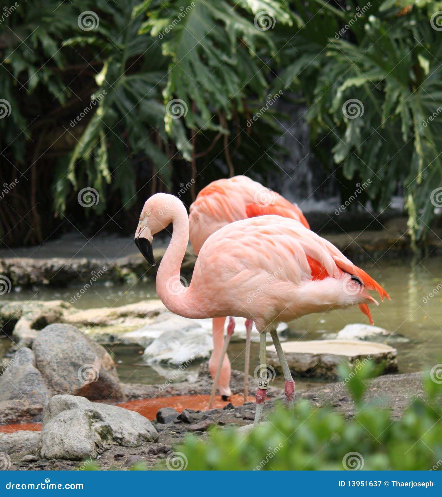 Flamingo stock image. Image of animals, african, black - 13951637