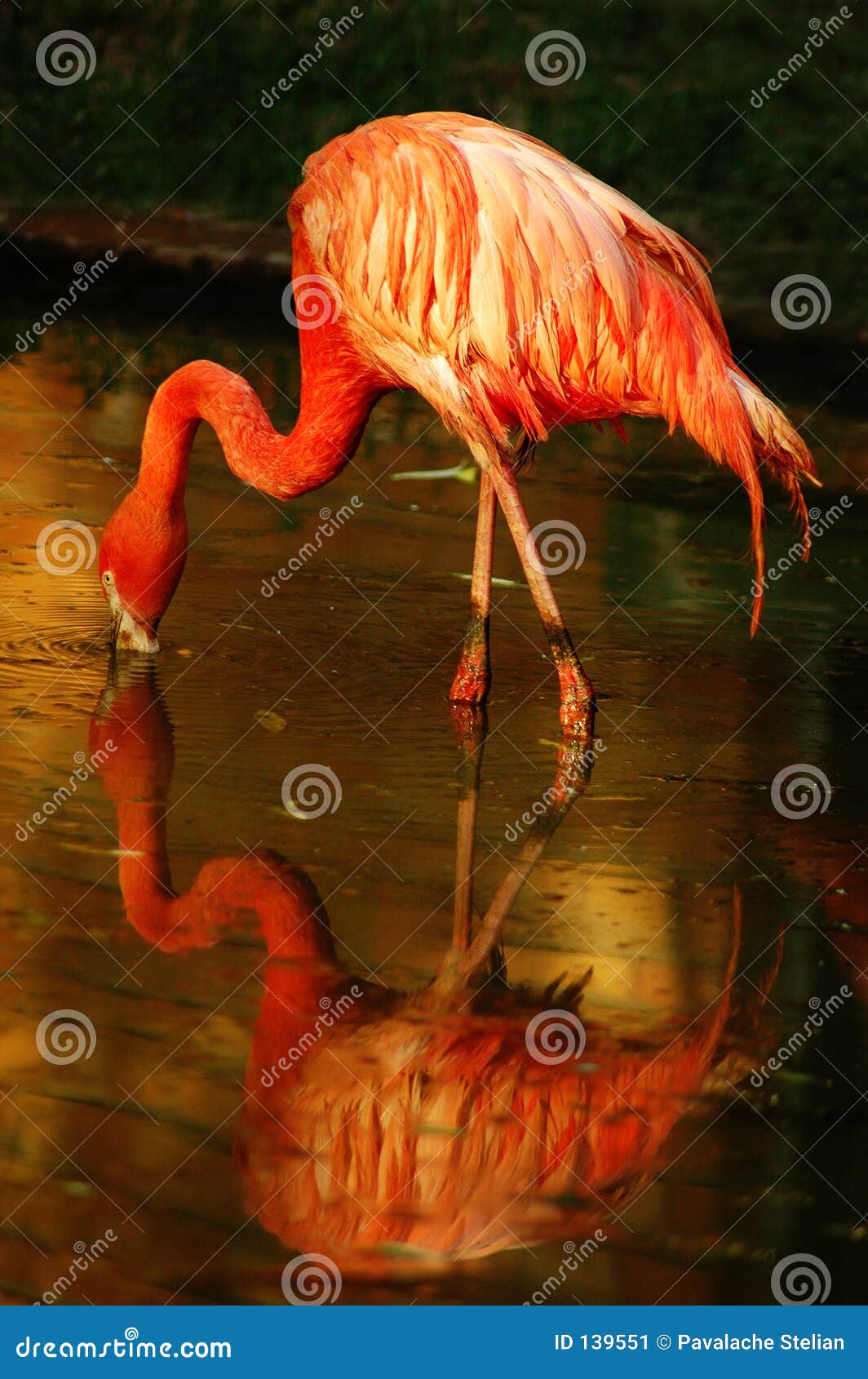 Flamingo stock image. Image of ornithology, bird, long - 139551