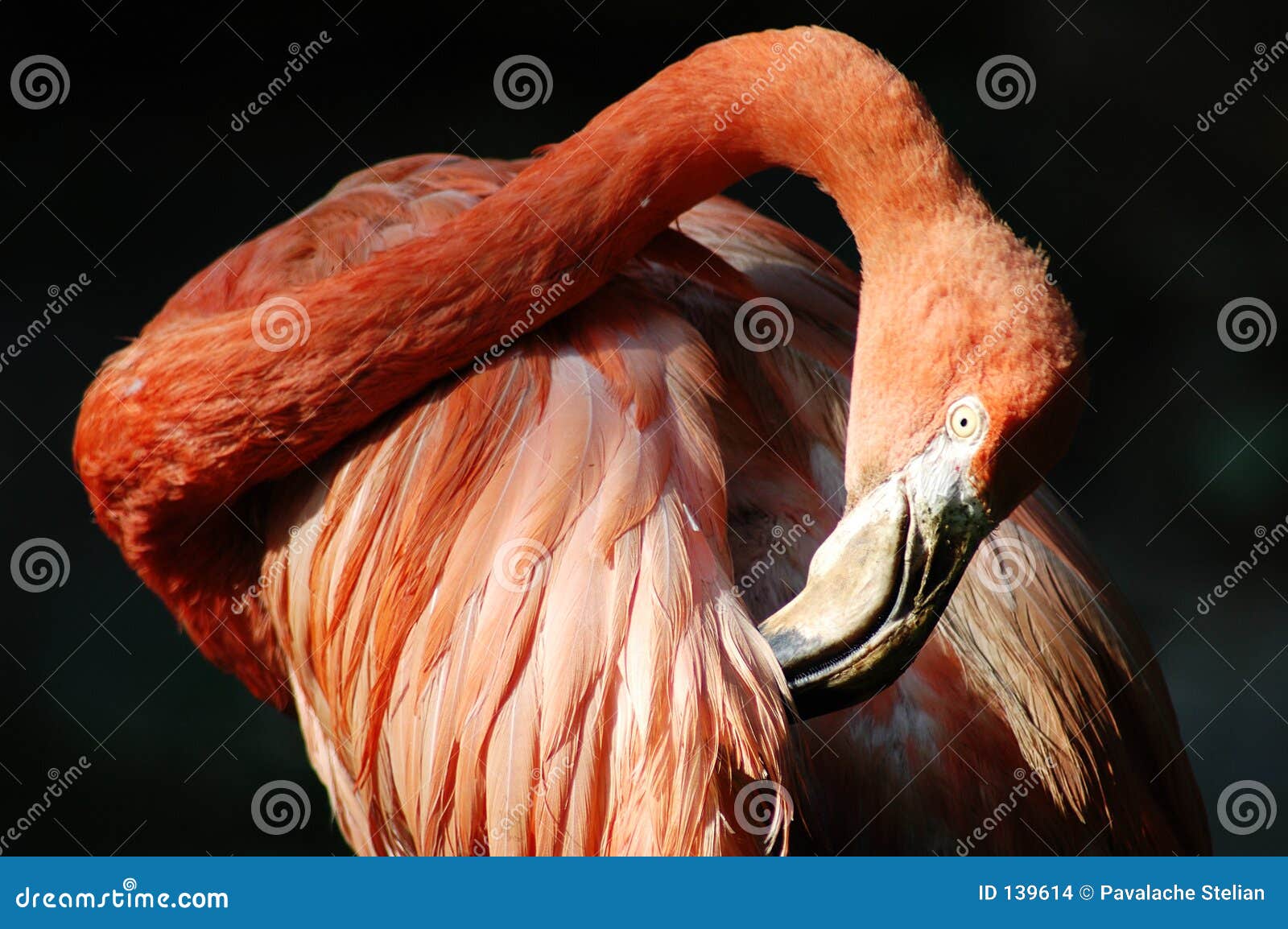 Flamingo stock photo. Image of neck, long, orange, lighting - 139614