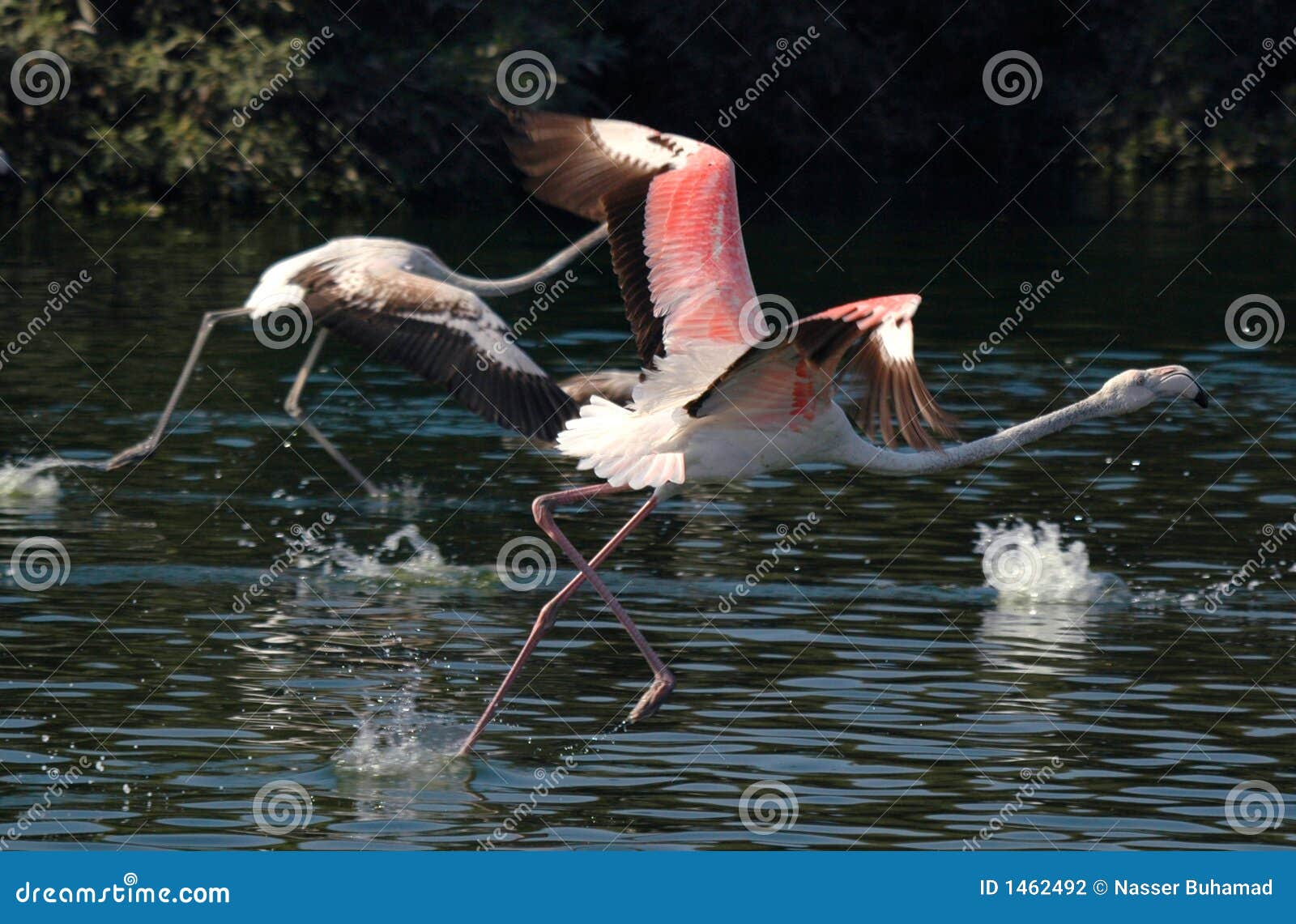 Flamingo stock photo. Image of freze, speed, kuwait, river - 1462492