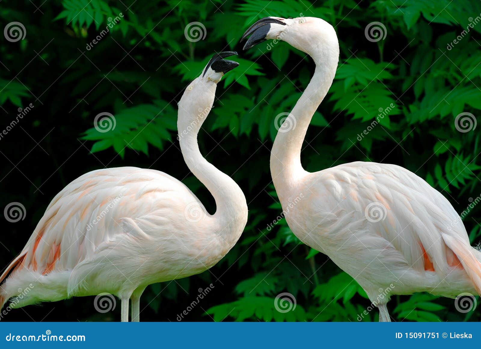 Flamingo stock image. Image of grassland, feathers, bird - 15091751