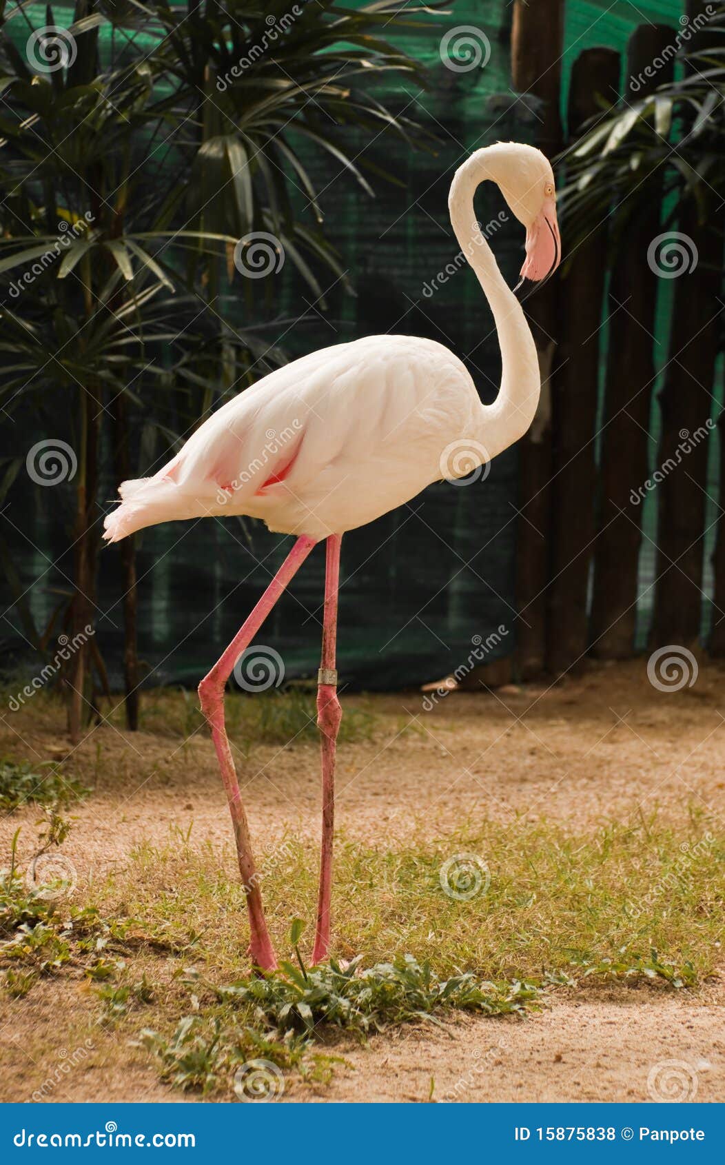 Flamingo stock photo. Image of outdoor, wildlife, standing - 15875838