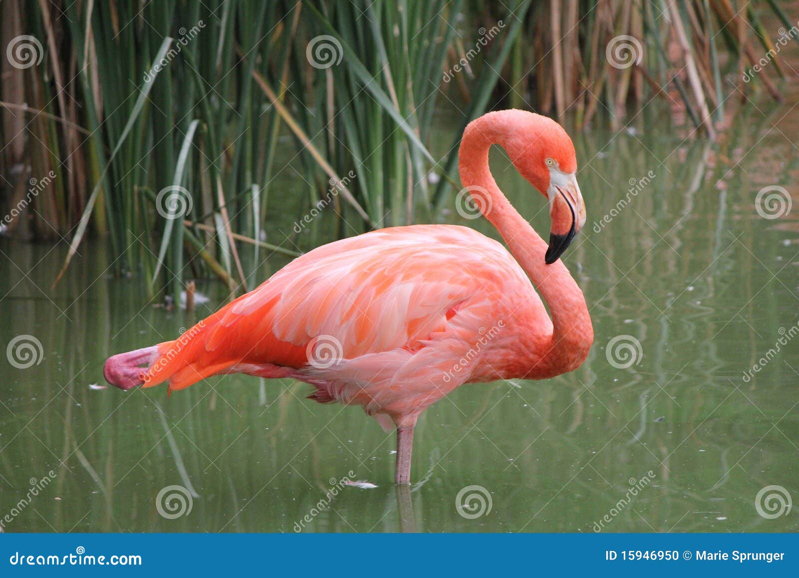 Flamingo stock photo. Image of dombes, lake, nature, elegant - 15946950