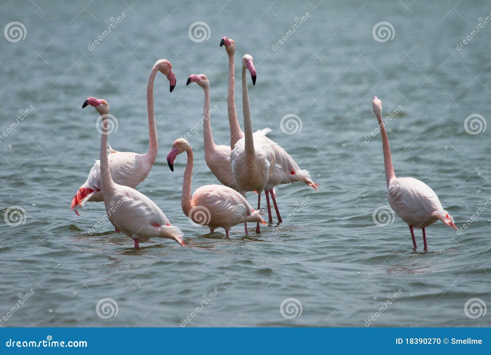 Flamingo stock photo. Image of start, starting, park - 18390270