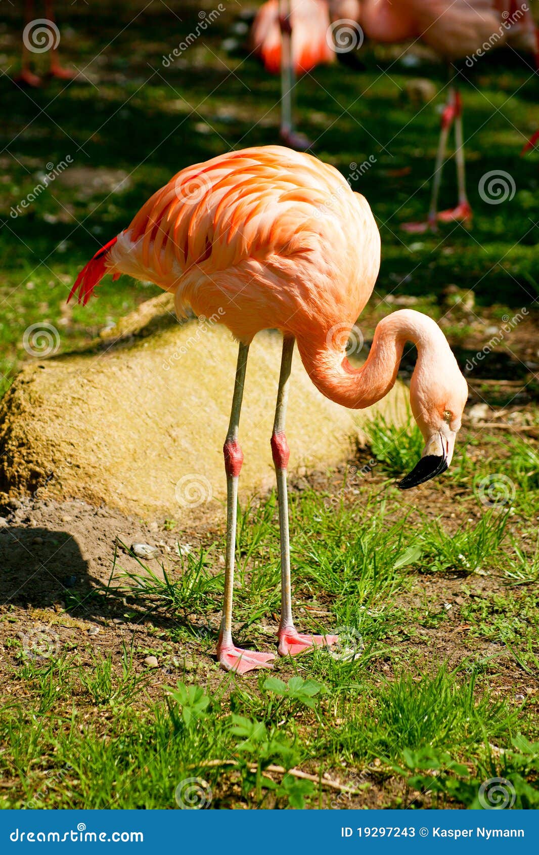 Flamingo stock image. Image of sunshine, beak, africa - 19297243