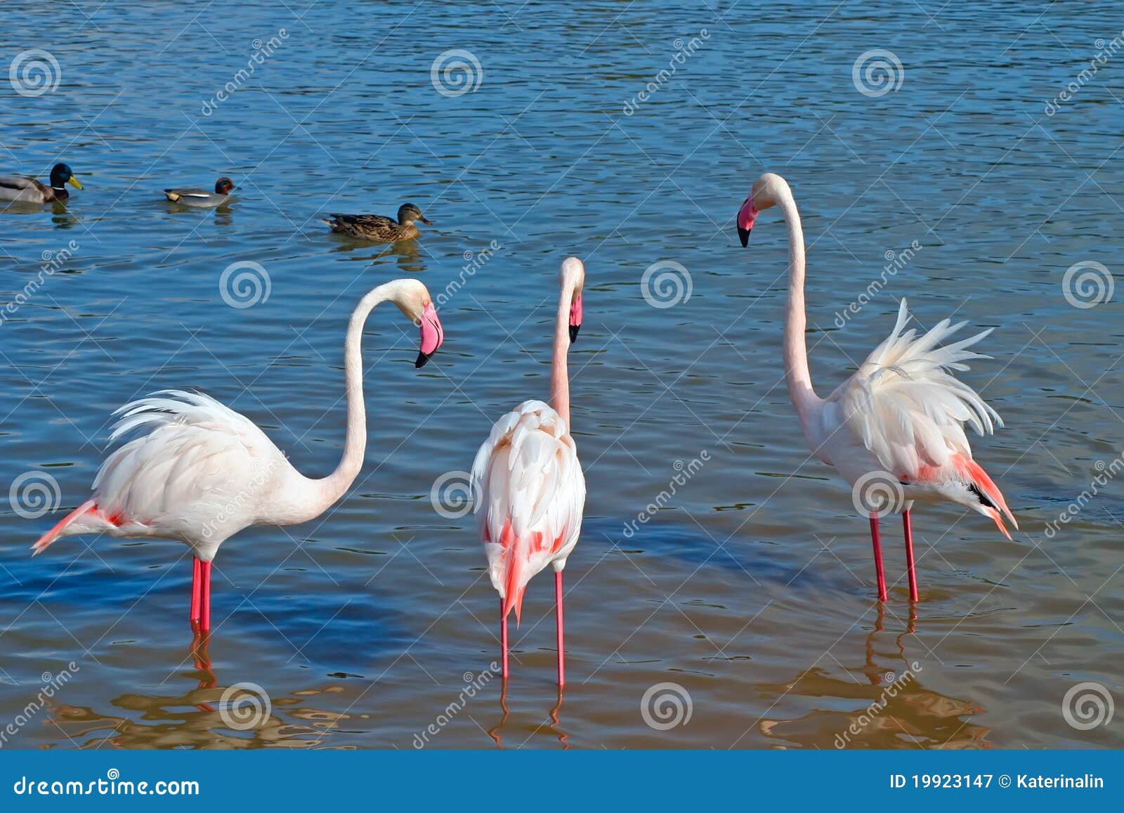 Flamingo stock image. Image of profile, outdoors, exotic - 19923147