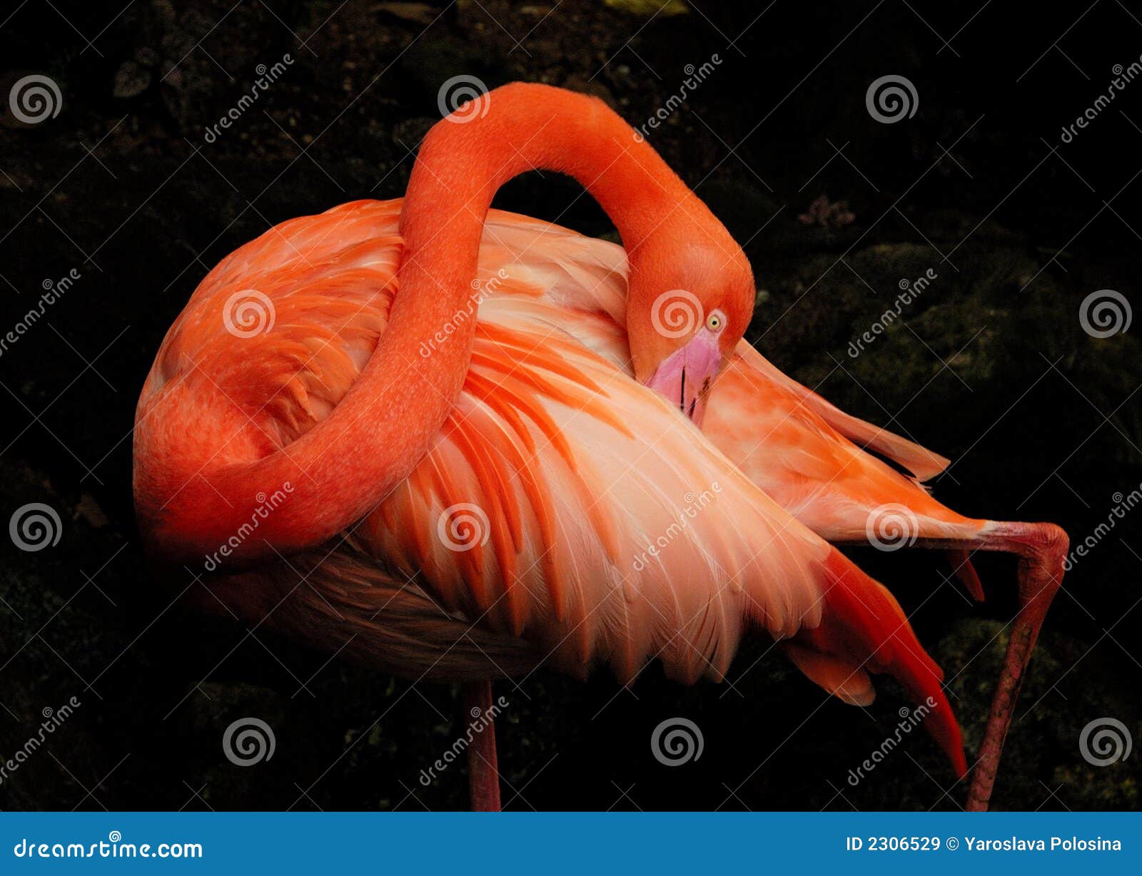 Flamingo (2) stock image. Image of bird, wildlife, green - 2306529