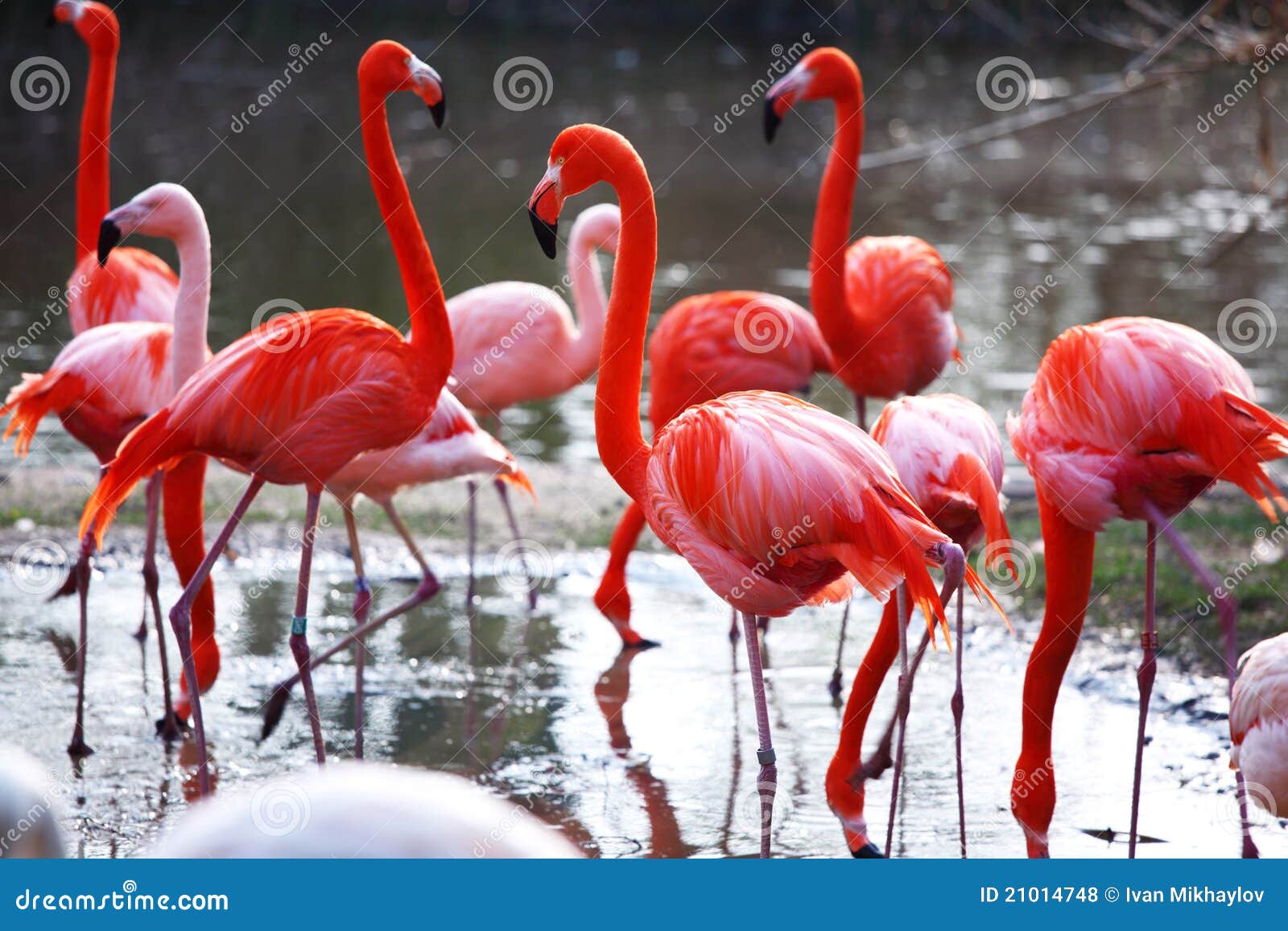 Flamingo stock photo. Image of animal, exotic, africa - 21014748