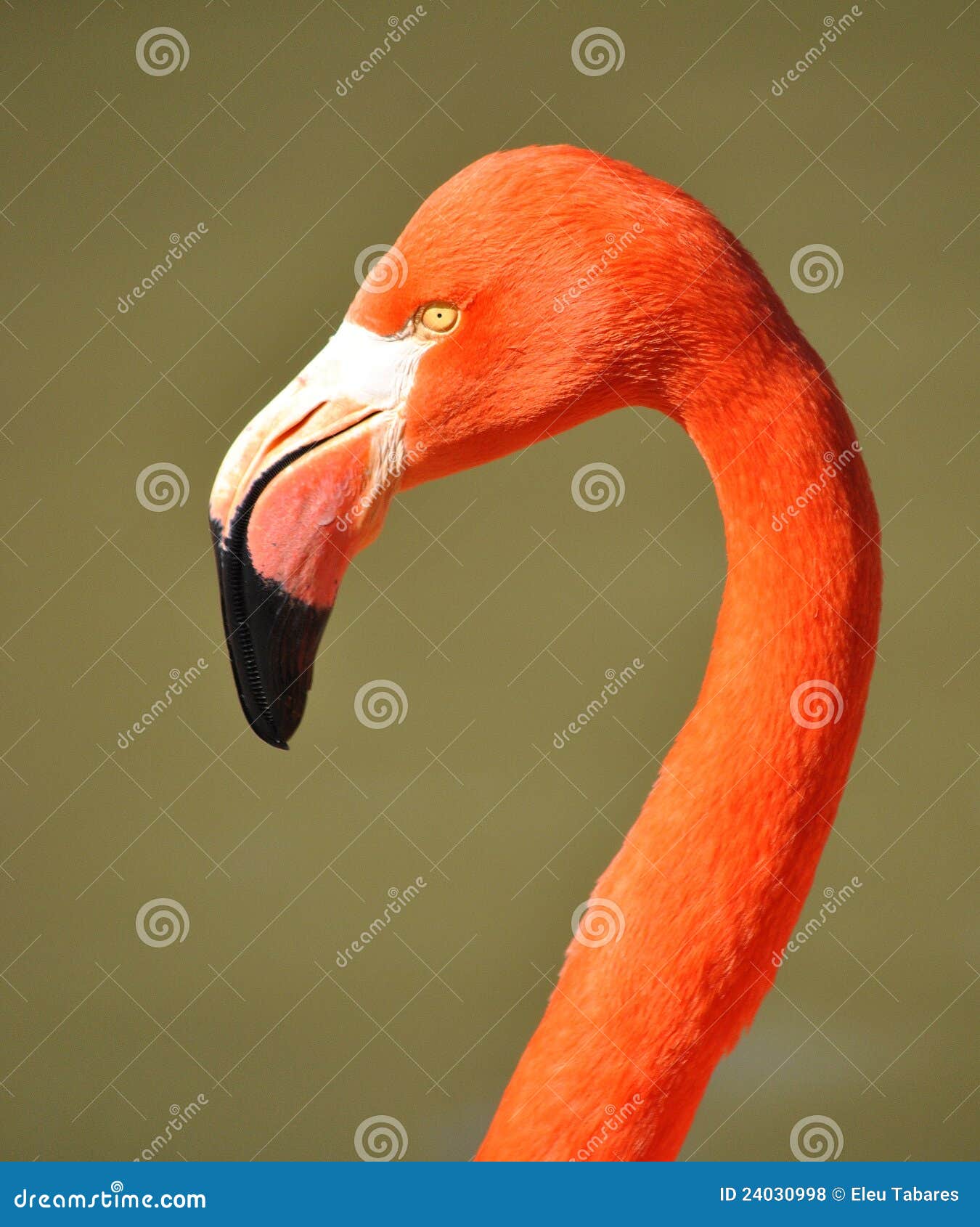 Flamingo stock photo. Image of nature, wildlife, southern - 24030998
