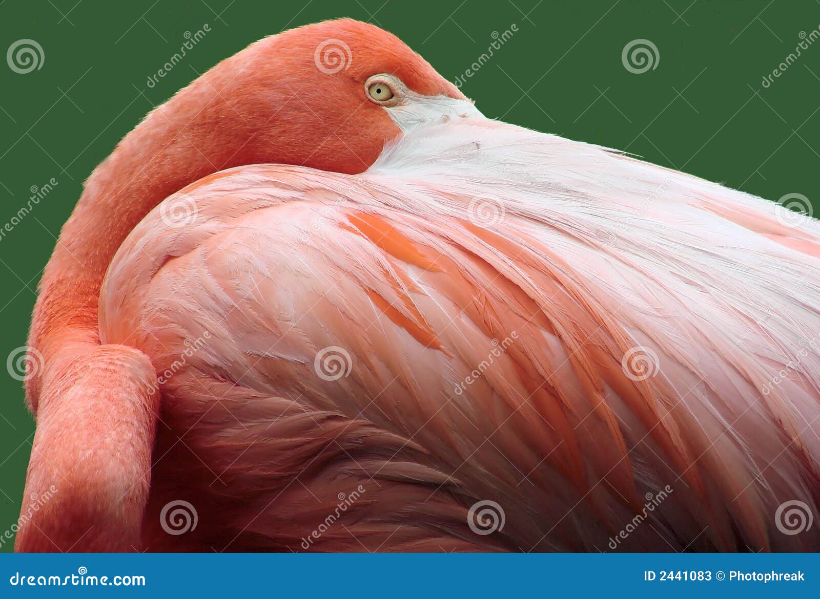 Flamingo stock image. Image of neck, flamingo, texture - 2441083