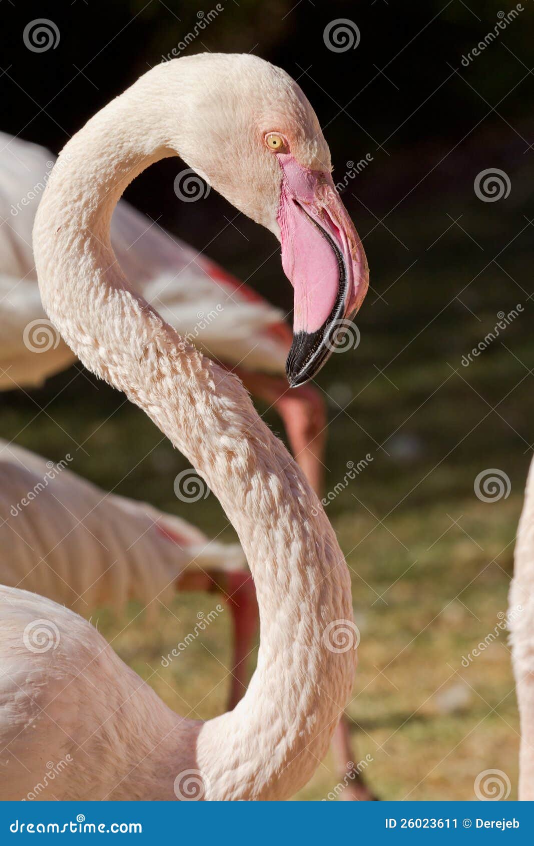 Flamingo stock image. Image of side, animal, bird, wildlife - 26023611