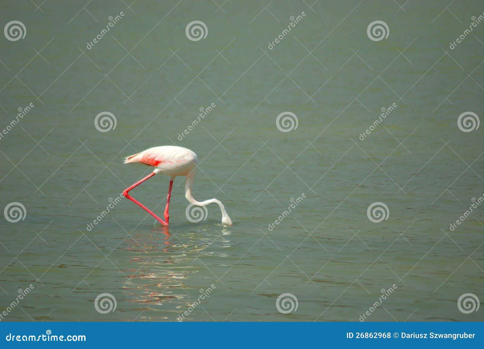 Flamingo stock foto. Image of fauna, been, stil, exotisch - 26862968